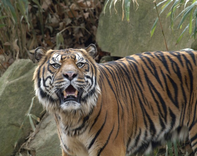 Smithsonian Insider – Sumatran Tiger | Smithsonian Insider
