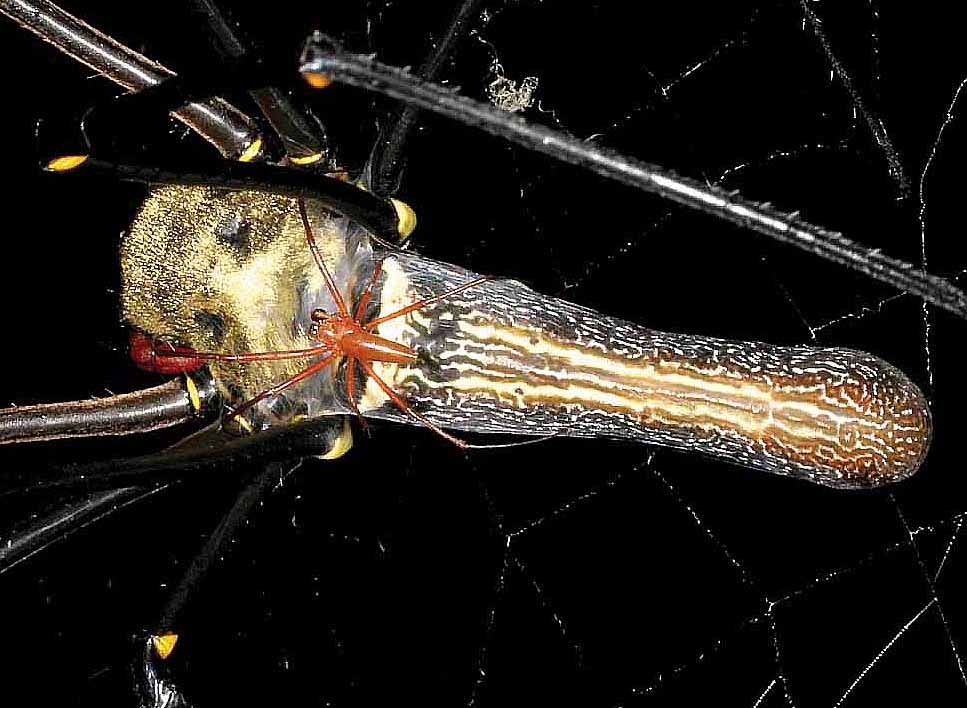 Females are giants in newly discovered species of golden orb weaver ...
