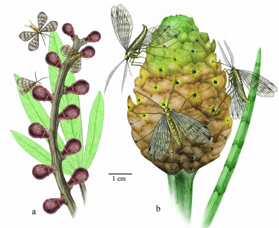 Smithsonian Insider – Prehistoric pollination: Scorpionfly mouthparts ...