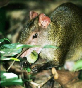 Smithsonian Insider – Camera traps & radio collars reveal hoarding ...