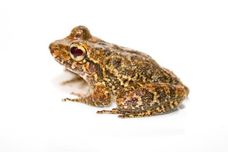 Smithsonian Insider – image006 | Smithsonian Insider