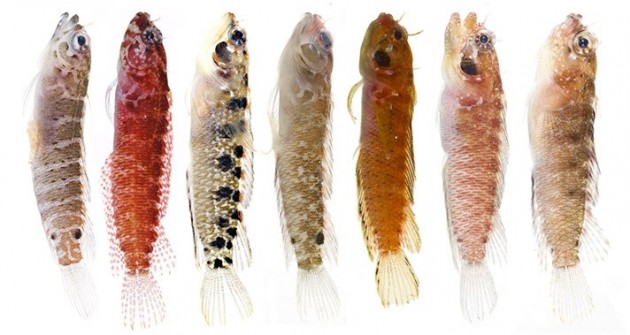 Smithsonian Insider – Smithsonian scientists discover seven new species ... Smithsonian Insider – Smithsonian scientists discover seven new species ...