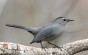 Smithsonian Insider – Alarming number of fledgling, suburban catbirds ...