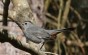 Smithsonian Insider – Alarming number of fledgling, suburban catbirds ...
