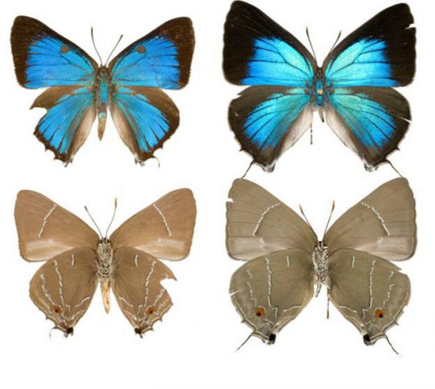 Smithsonian Insider – 6 | Smithsonian Insider Smithsonian Insider – 6 | Smithsonian Insider