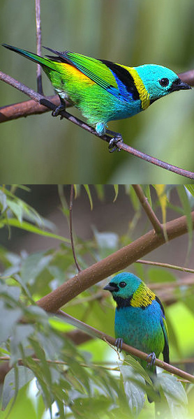 Smithsonian Insider – tanager copy | Smithsonian Insider