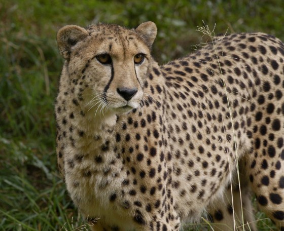 Smithsonian Insider – New finding may enable scientists to bolster ...