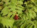 Smithsonian Insider – Super tough seed coat keeps Michaux’s sumac on ...