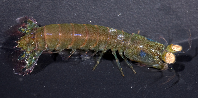 Smithsonian Insider – Raoulserenea ornata | Smithsonian Insider