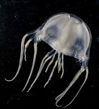 Smithsonian Insider – box_jelly | Smithsonian Insider