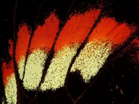 Smithsonian Insider – Heliconius butterfly genome explains wing pattern ...