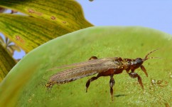 Smithsonian Insider – First ever record of insect pollination captured ...