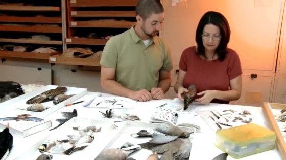 Smithsonian Insider – Birdstrike Identification Lab | Smithsonian Insider