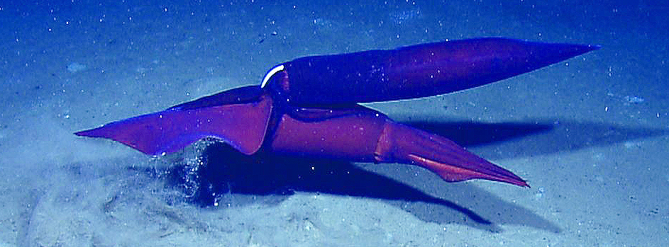 First Detailed Sex Video Of Deep Sea Squid Resolves Long Standing