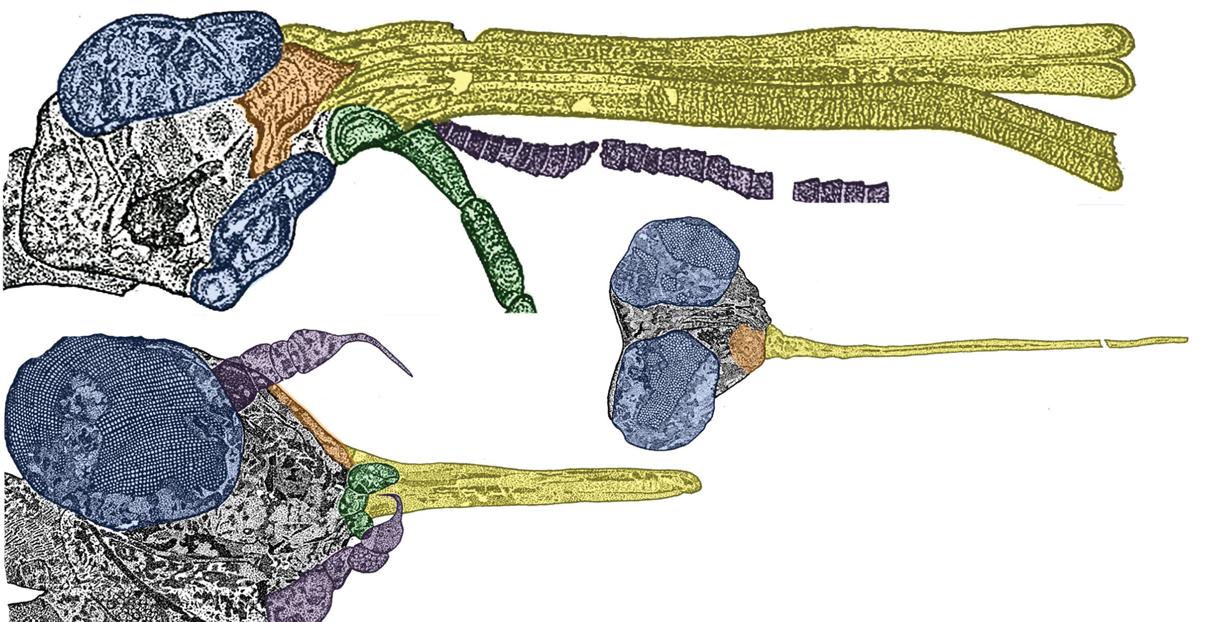 Prehistoric mouthparts | Smithsonian Insider