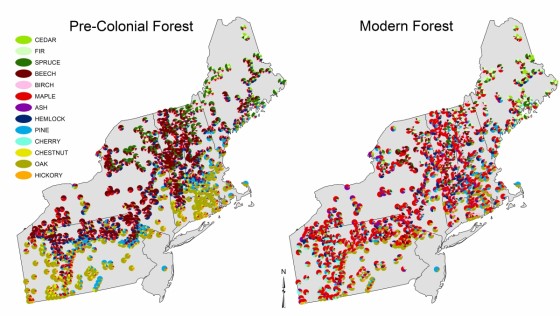 Smithsonian Insider – 400-year study finds Northeast forests resilient ...