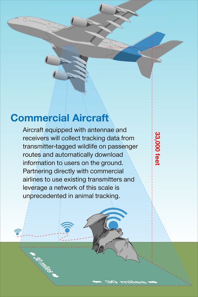 Smithsonian Insider – New project to unlock migration mysteries from ...
