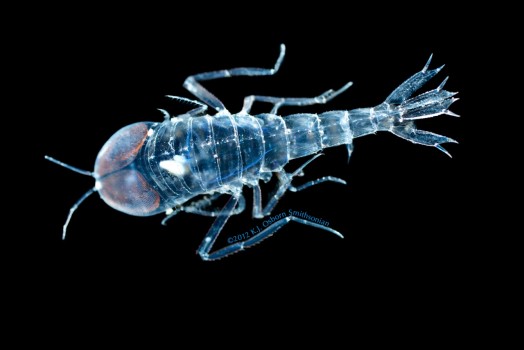 Smithsonian Insider – Non-insect invertebrates are focus of new global ...