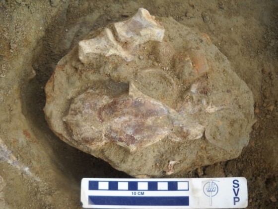 Smithsonian Insider – Smithsonian scientist confirms missing link in ...