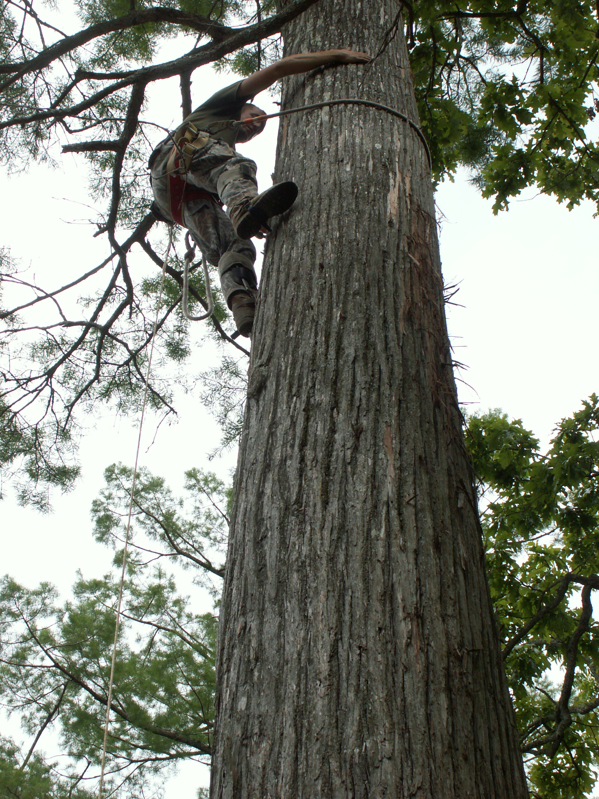 Smithsonian Insider – Troy Bader climbing swift tree | Smithsonian Insider