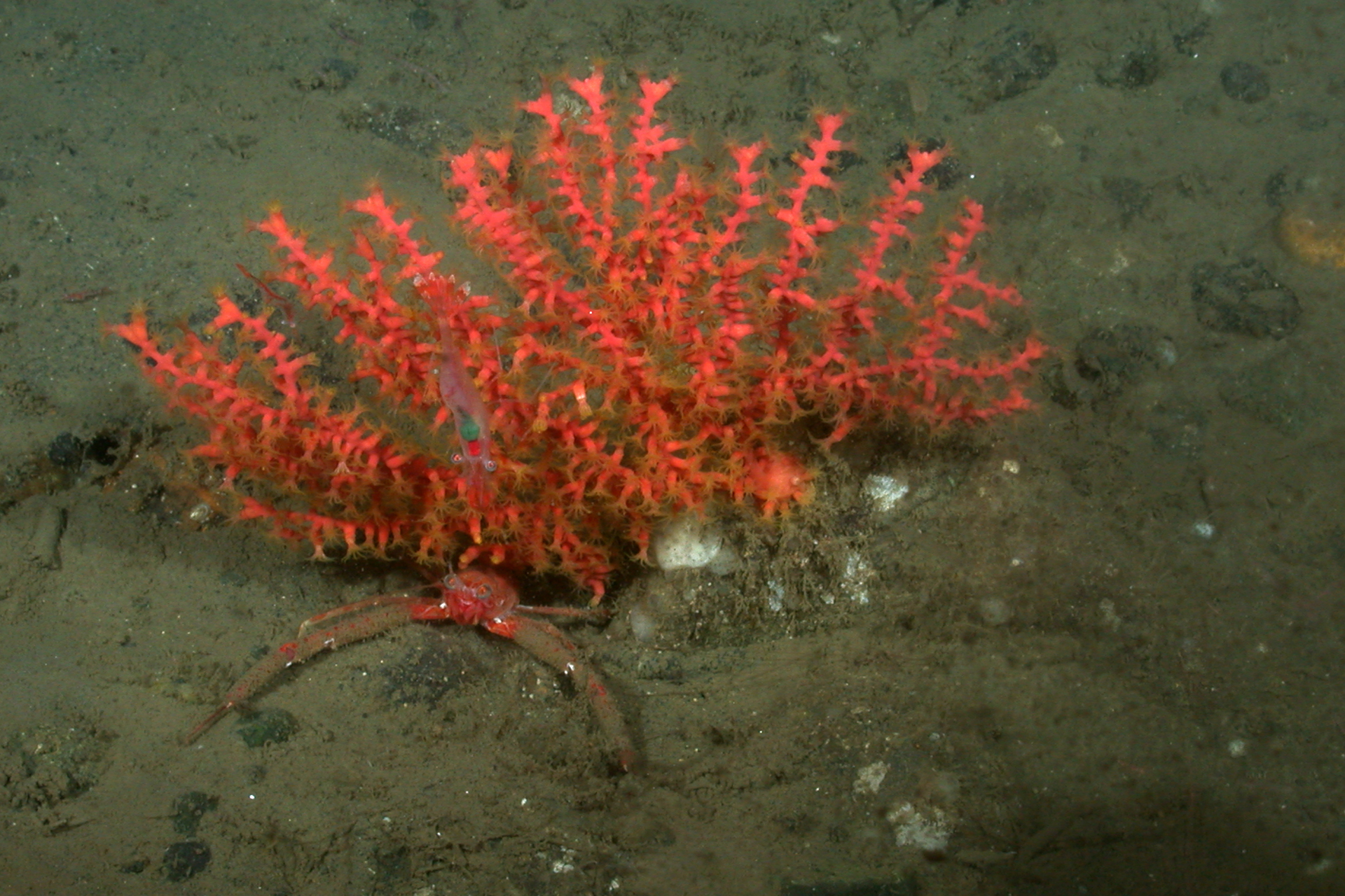 Smithsonian Insider – redseafan | Smithsonian Insider