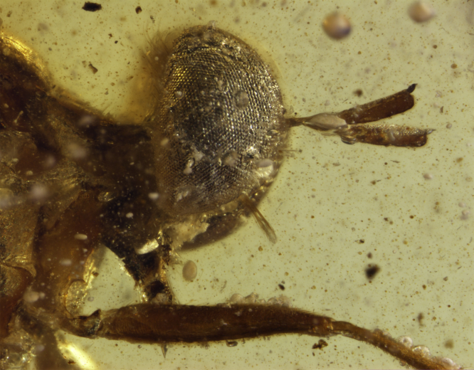 Smithsonian Insider – head | Smithsonian Insider