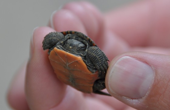 Smithsonian Insider – Turtle lineage solved in new study | Smithsonian ...