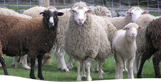 Smithsonian Insider – santacruzsheep | Smithsonian Insider