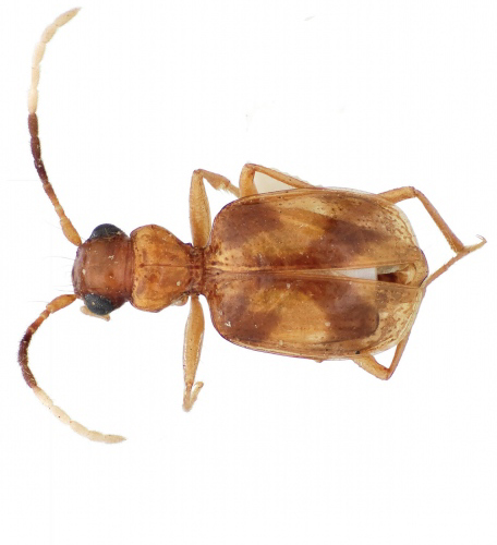 New study focuses on carabid beetles | Smithsonian Insider
