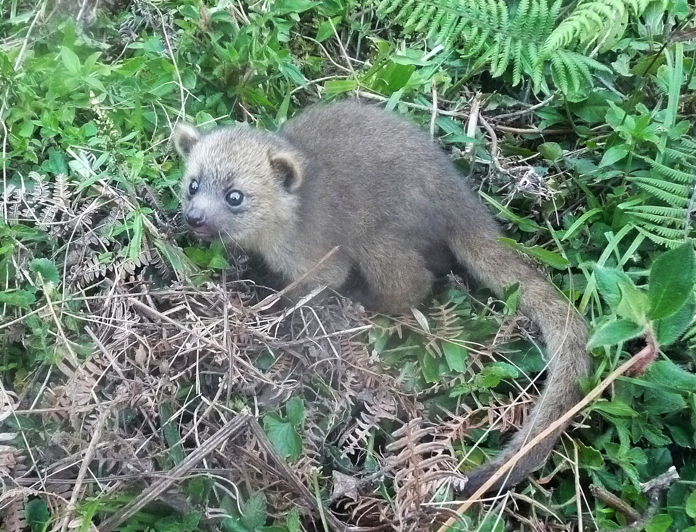 Smithsonian Insider – Crowdsourcing the Olinguito | Smithsonian Insider