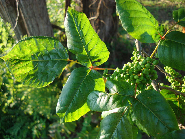 Smithsonian Insider – poison ivy 2 | Smithsonian Insider