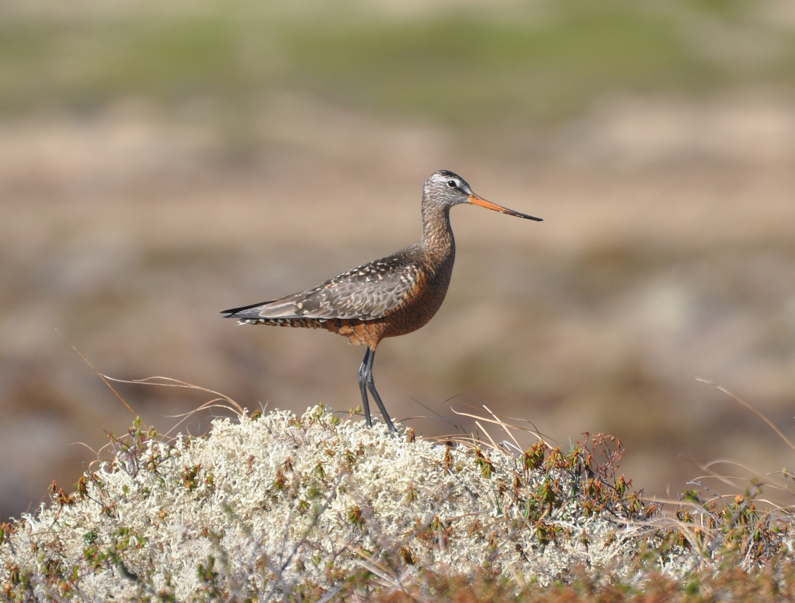 Smithsonian Insider – The State of the Birds: FAQs | Smithsonian Insider