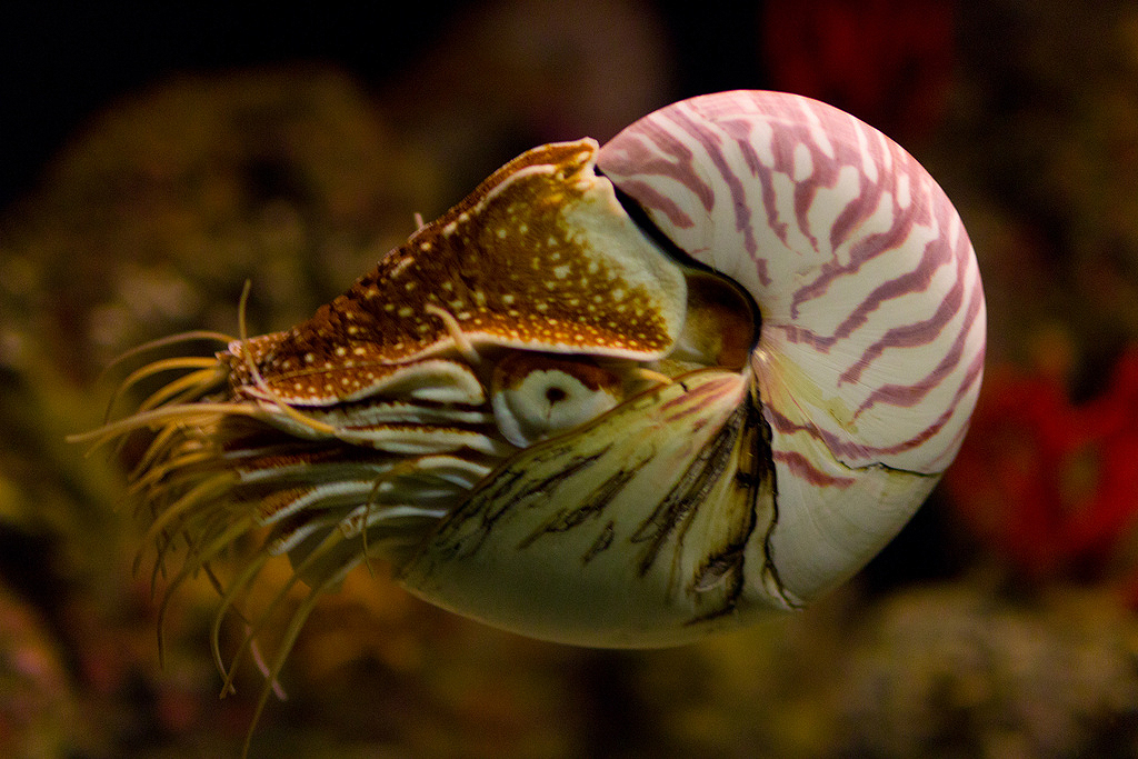 Smithsonian Insider – Nautilus shell deformity puzzles scientists ...