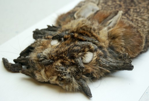 Smithsonian Insider – close up wererabbit | Smithsonian Insider