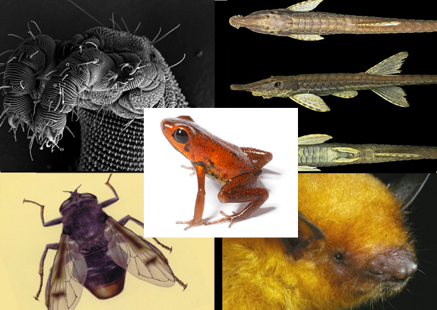 Smithsonian Insider – Five fascinating species discovered by ... Smithsonian Insider – Five fascinating species discovered by ...
