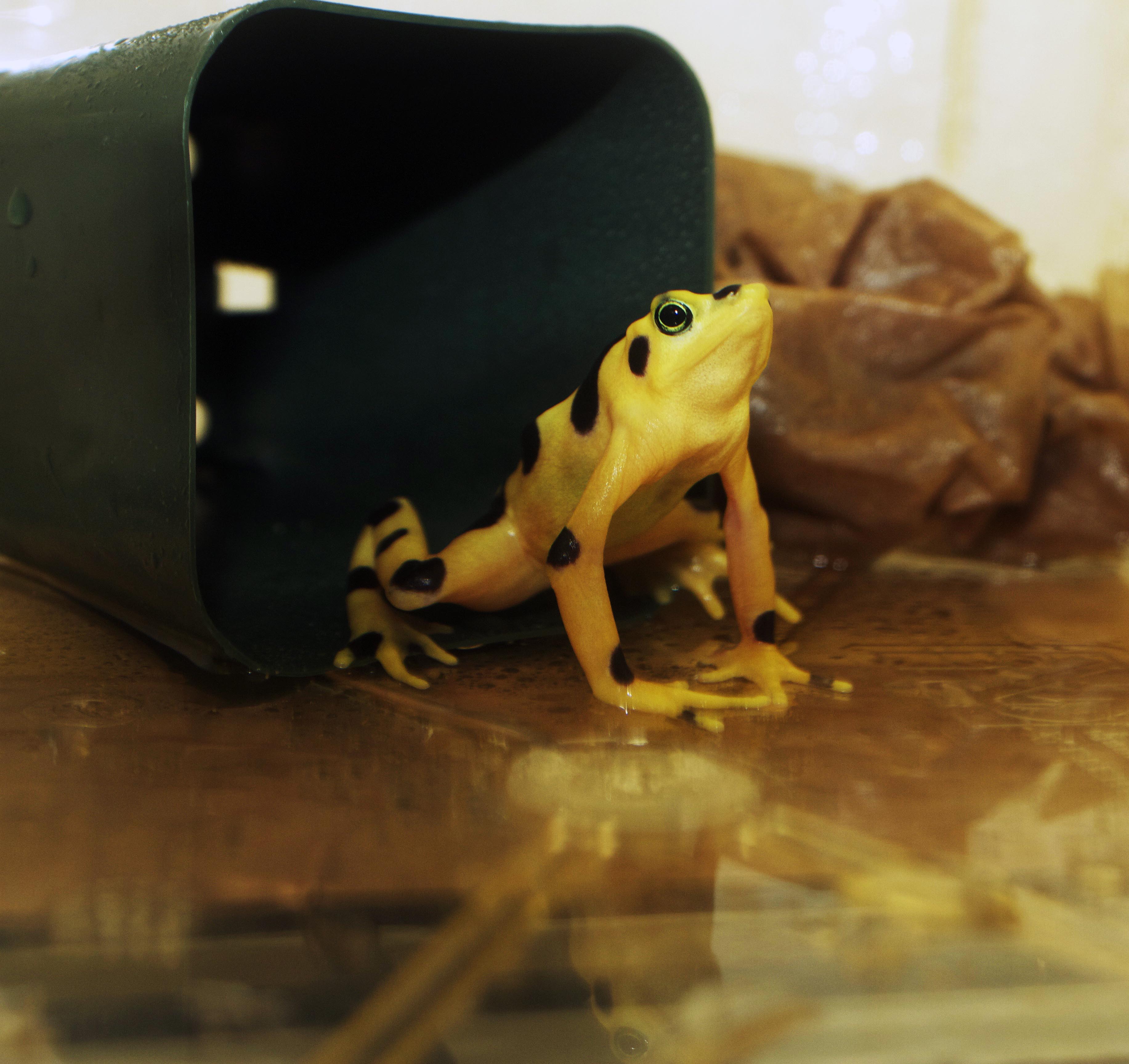 Golden Frogs with Unique Skin Microbes Survive Frog-Killing Fungus ...