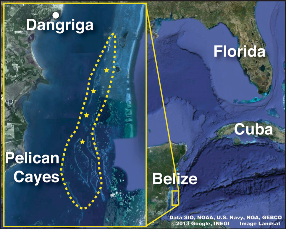Smithsonian Insider – In Belize, Critically endangered wrasse now ...