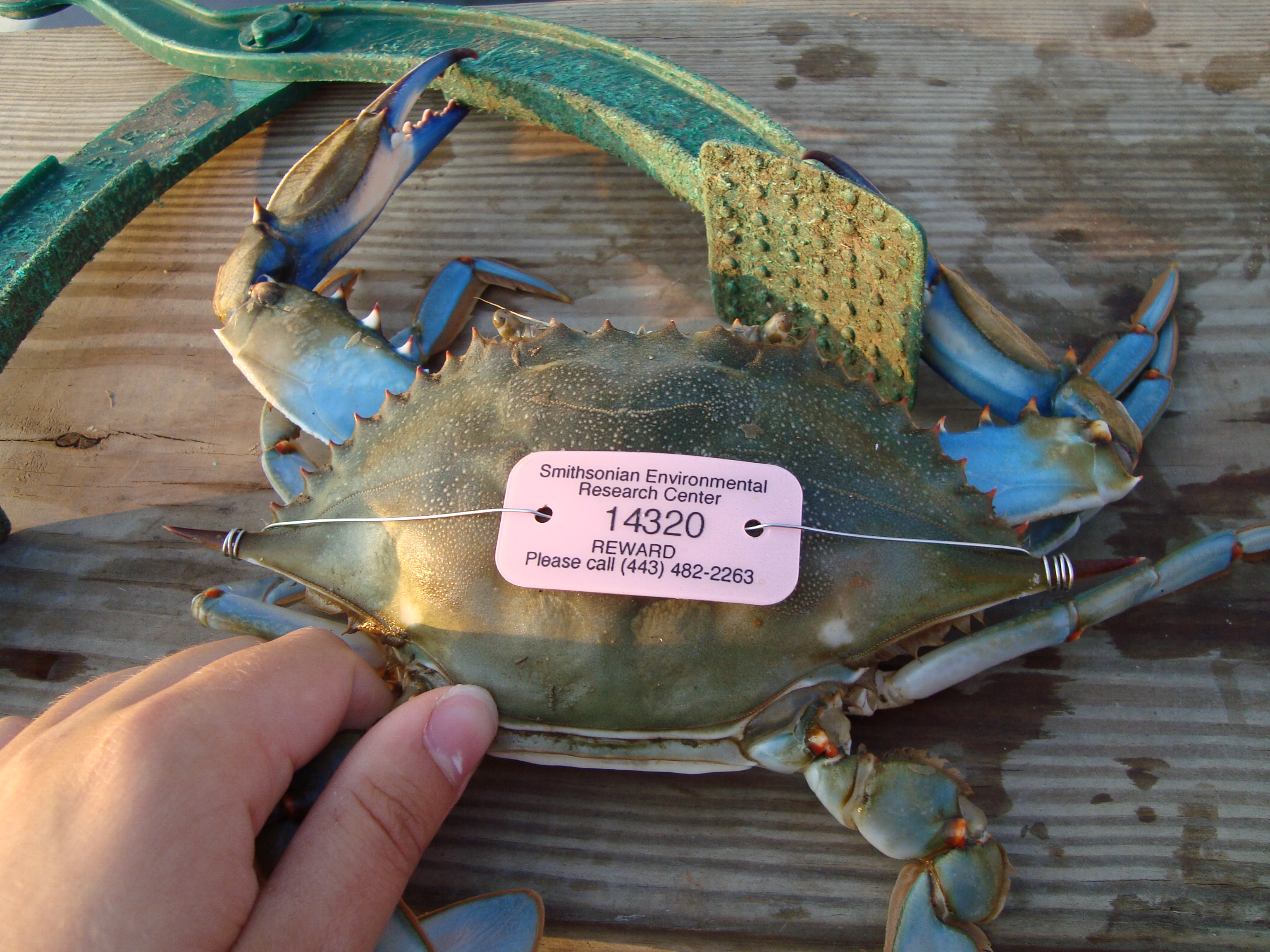 Waiter, There’s a Tag on My Crab! | Smithsonian Insider