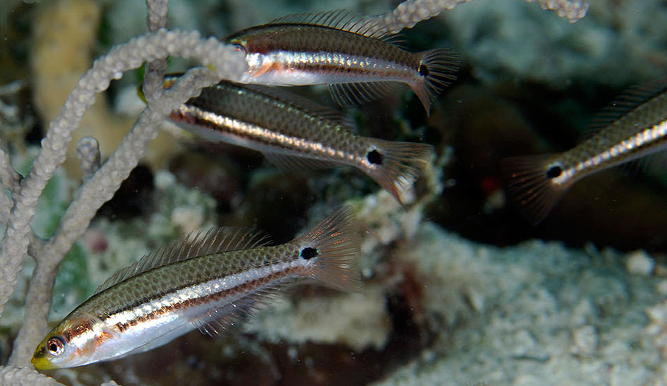 Smithsonian Insider – In Belize, Critically endangered wrasse now ...