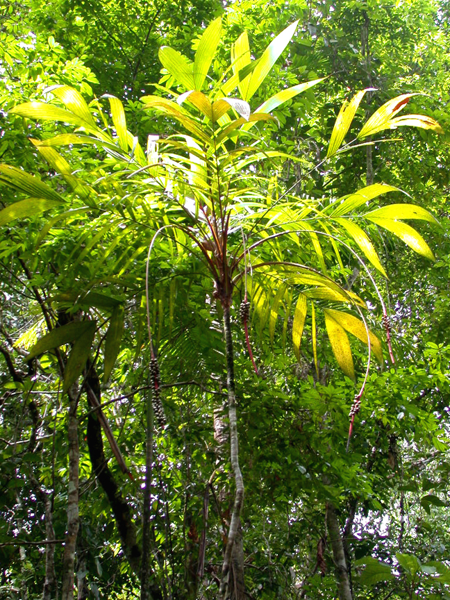 Smithsonian Insider – Analysis: Many tropical tree species have yet to ...