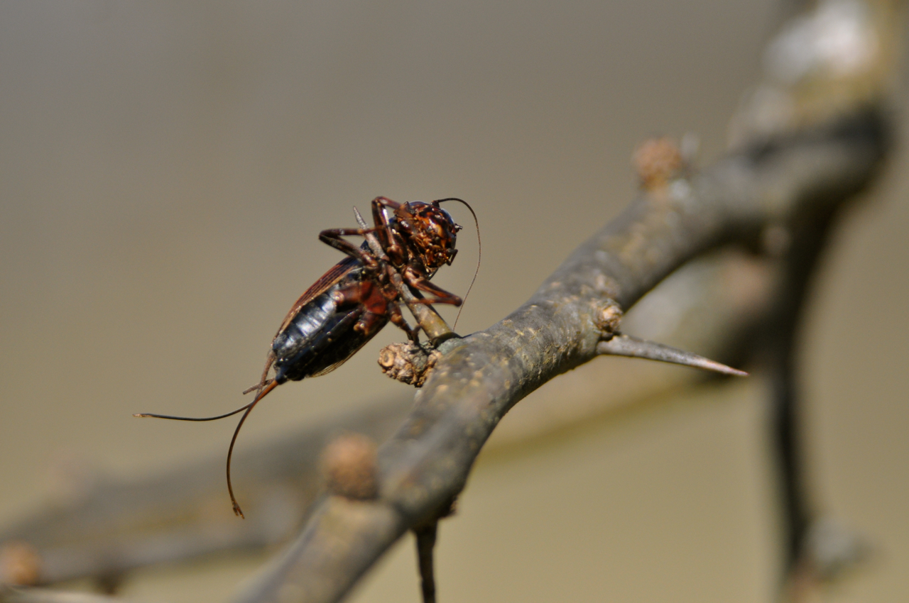 Smithsonian Insider – Tiny, fierce and disappearing: breeding program ...