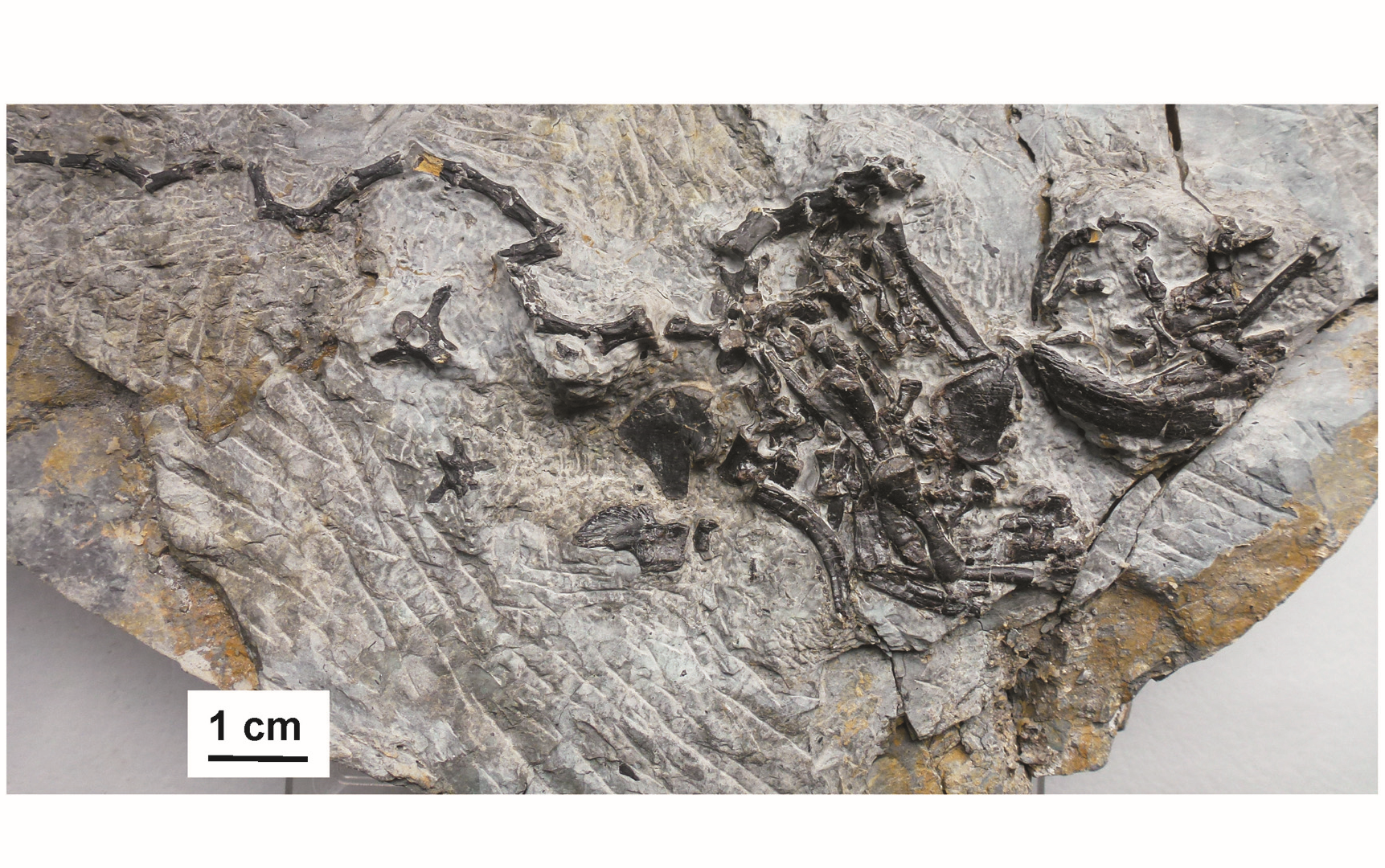 Smithsonian Insider – Key Link in Turtle Evolution discovered ...