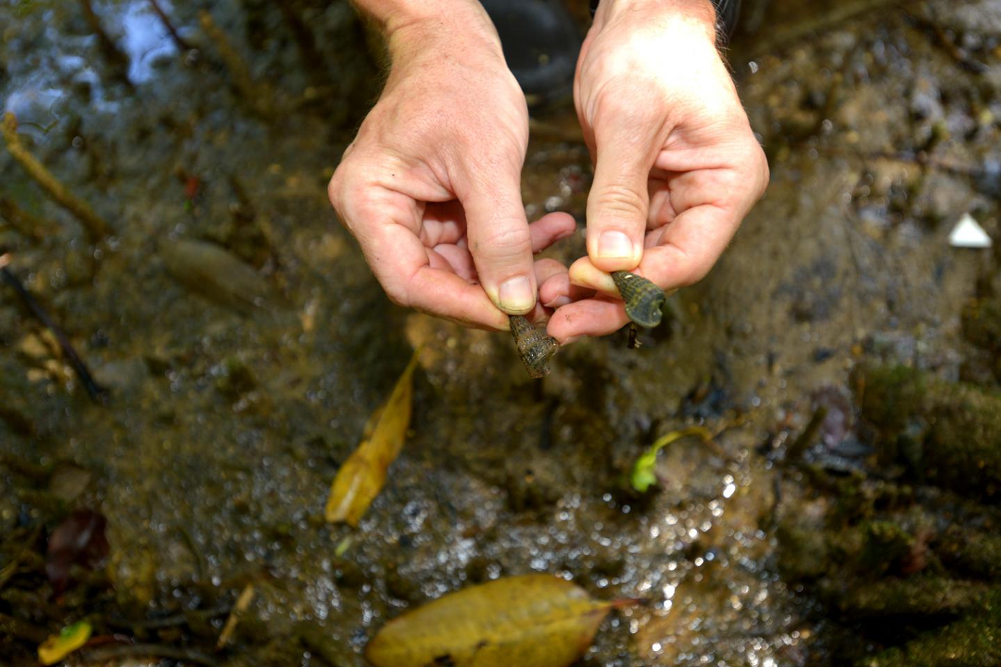 Smithsonian Insider – Parasitic flatworms flout global biodiversity ...