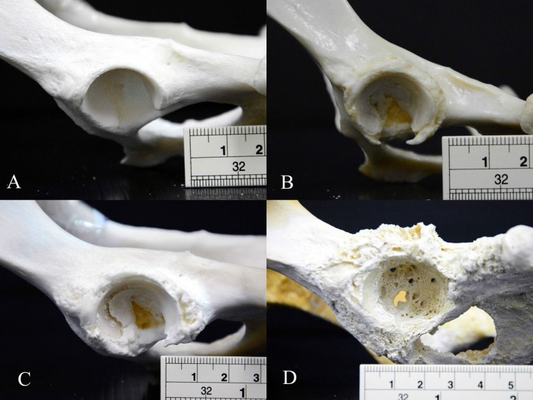 Smithsonian Insider – X-ray fluorescence shines new light on arthritis ...