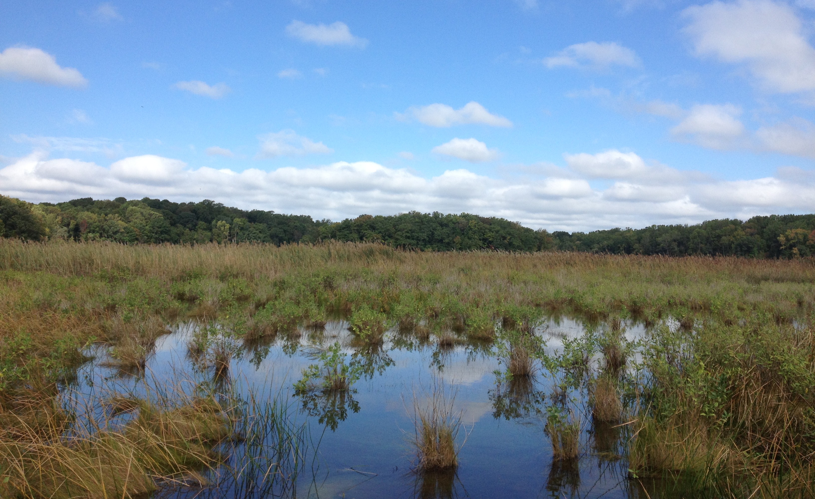 New report enables creation of carbon credits for restored wetlands ...