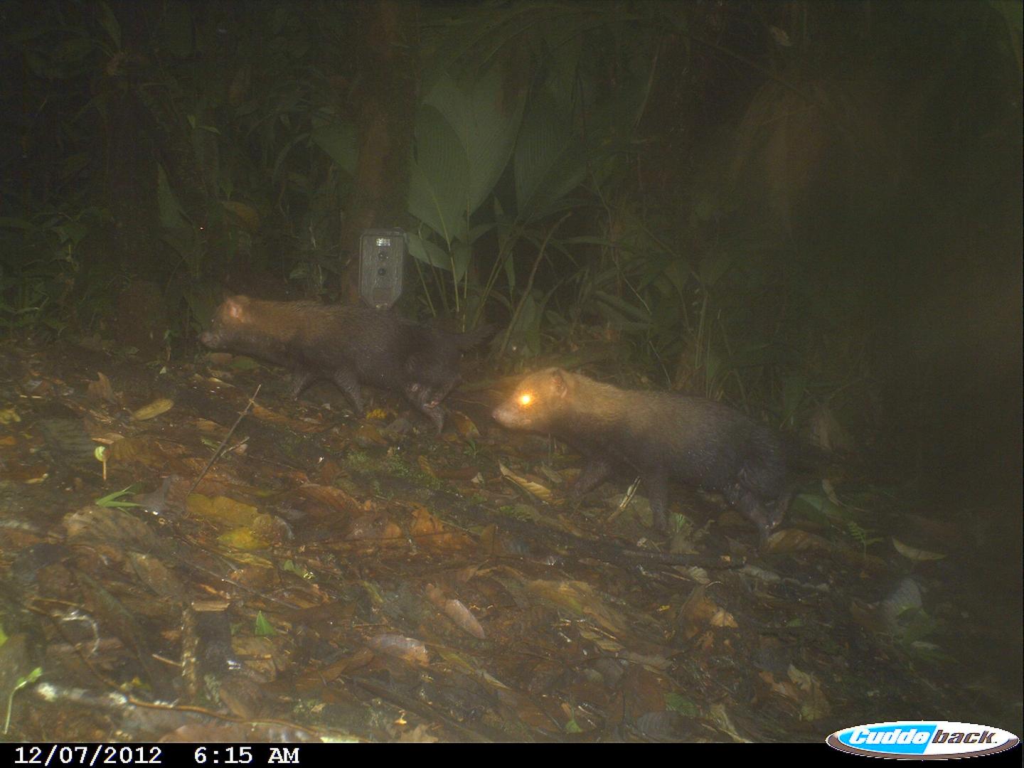 Smithsonian Insider – Elusive bush dog widespread in Panama ...