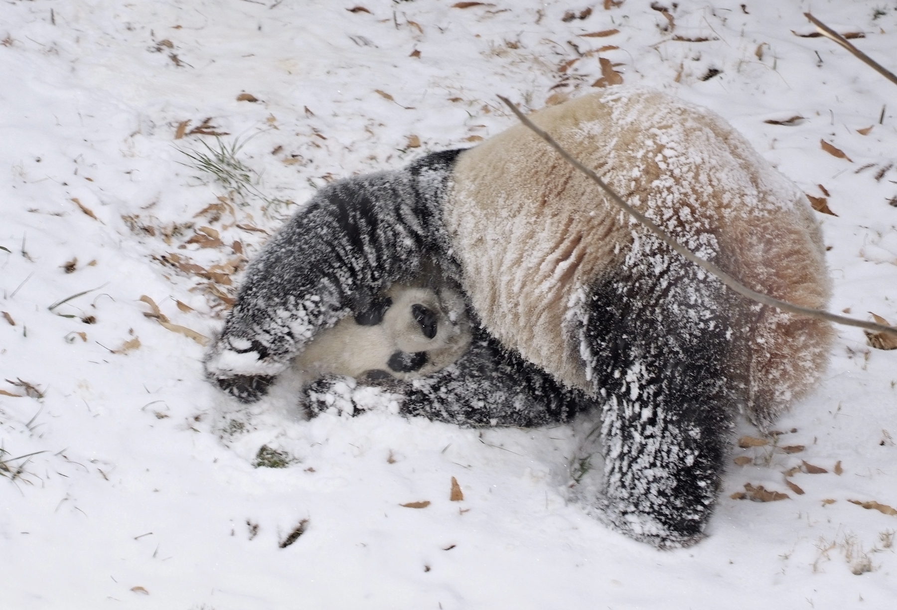 Smithsonian Insider – What happens at the National Zoo when it snows ...