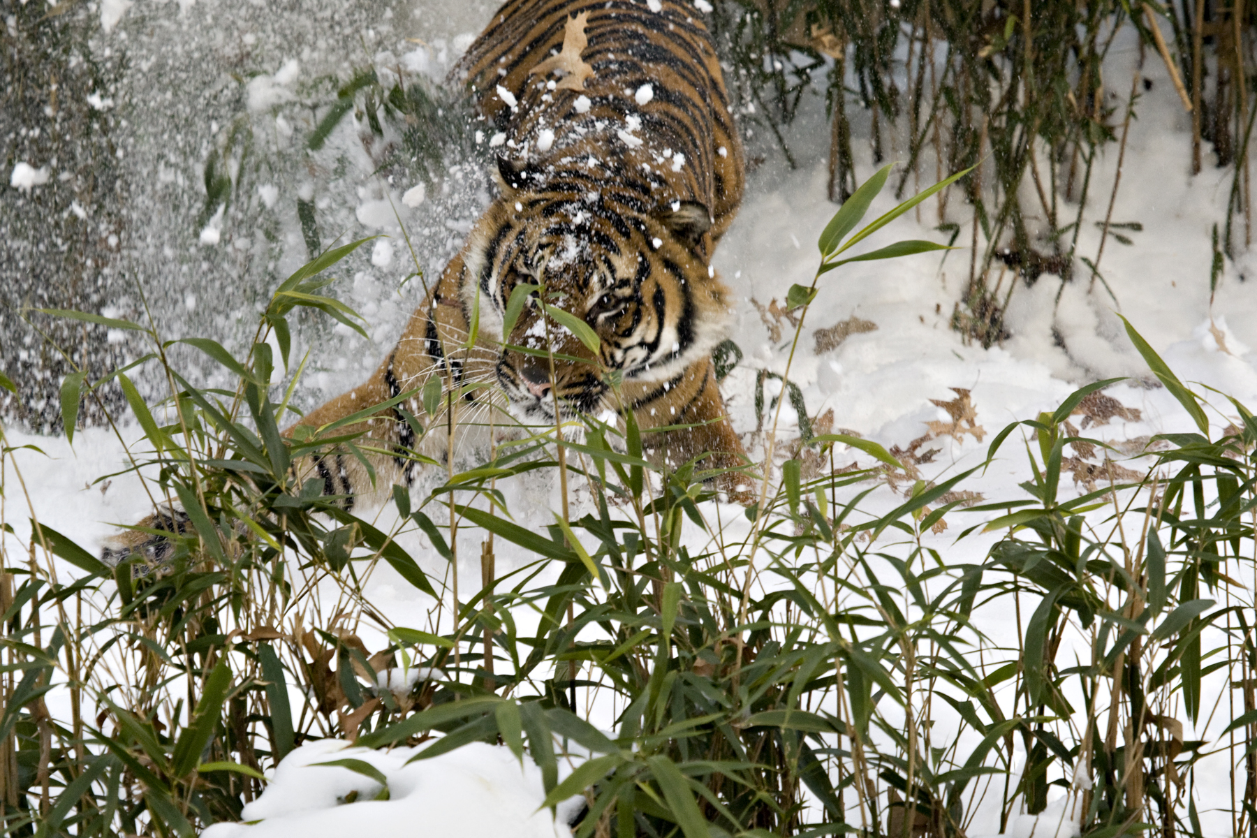 Smithsonian Insider – Gunter the tiger | Smithsonian Insider