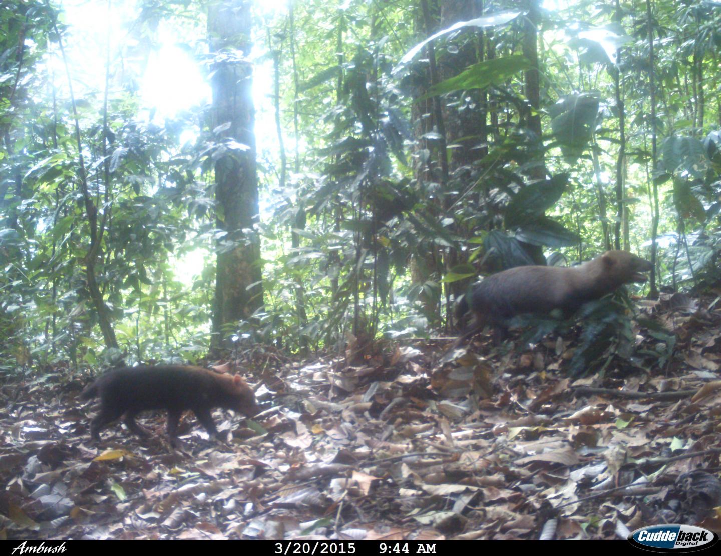 Smithsonian Insider – Elusive bush dog widespread in Panama ...
