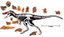 Smithsonian Insider – New horse-sized tyrannosaur with big brain ...